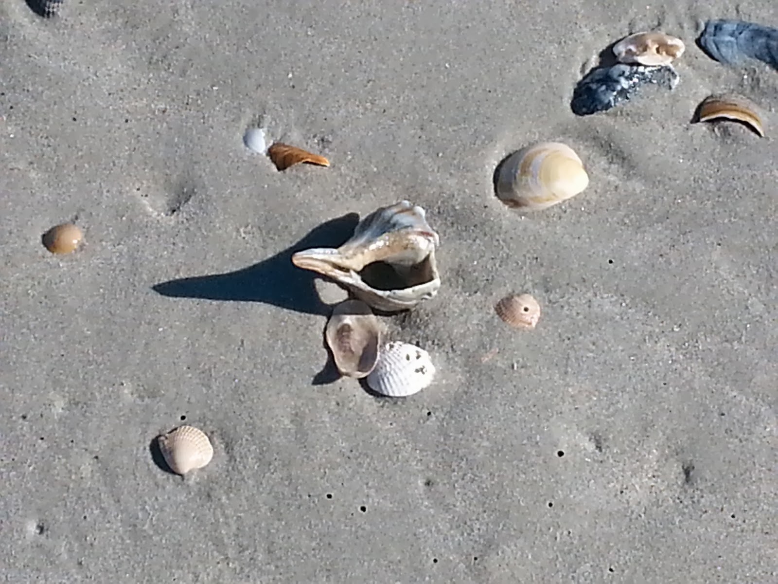 Ocracoke Island Journal: More Winter Shells